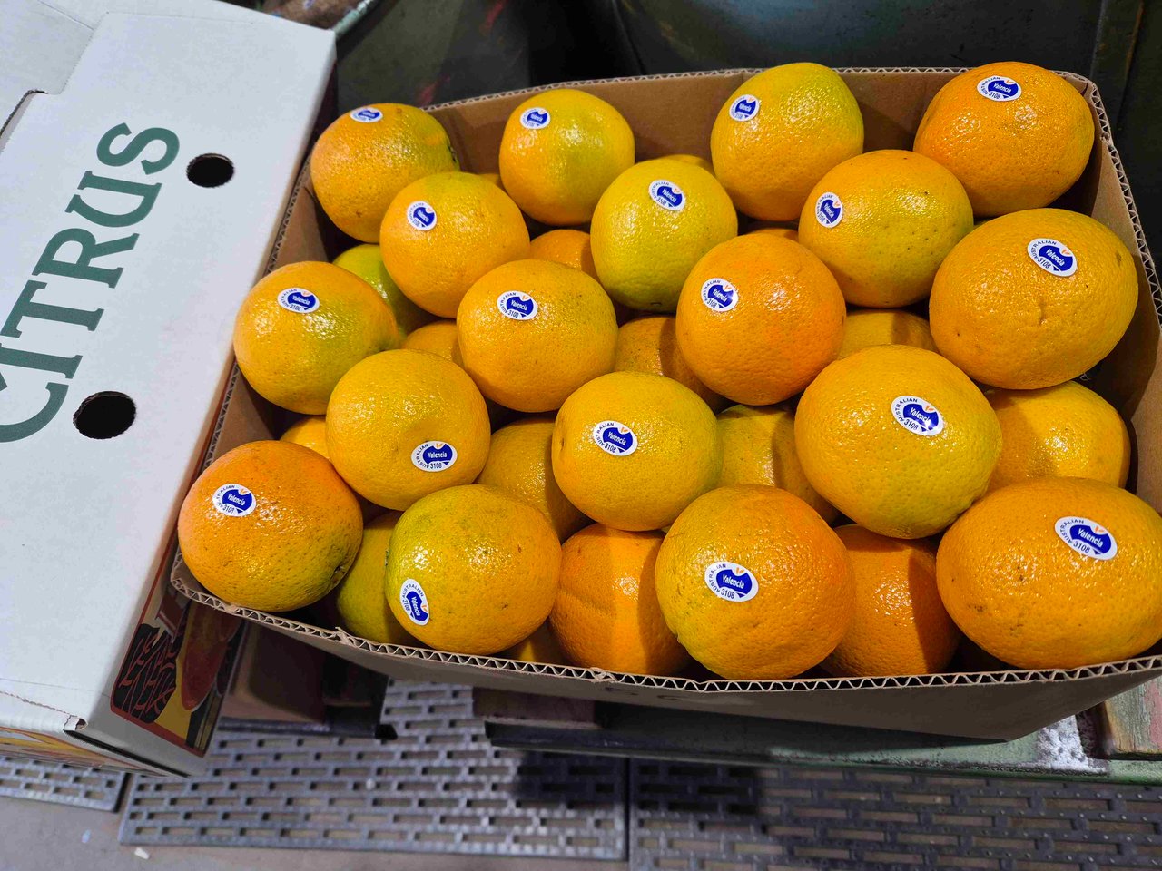 Refresh:Food - Valencia Oranges