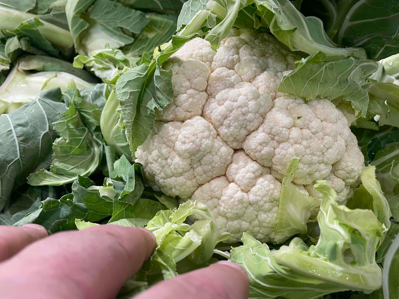 Refresh:Food - White Cauliflower