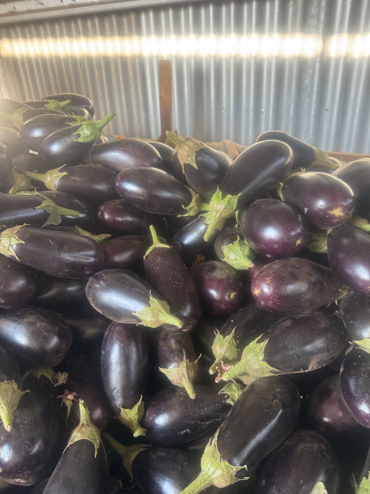 Refresh:Food - Clara Eggplant