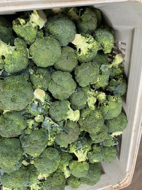 Refresh:Food - Calabrese Broccoli