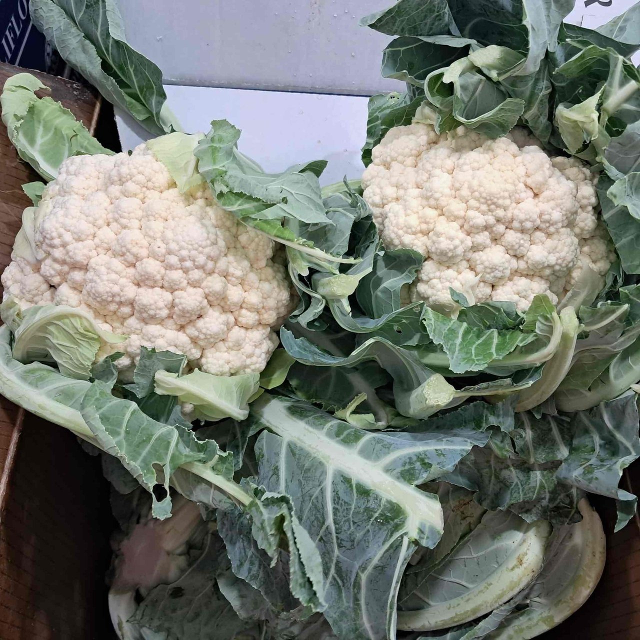 Refresh:Food - White Cauliflower