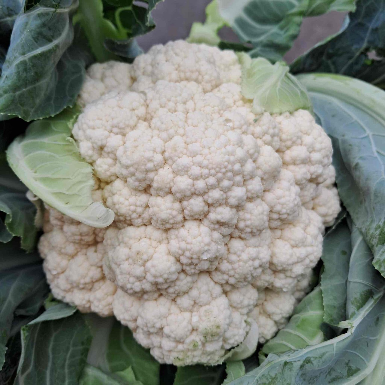 Refresh:Food - White Cauliflower