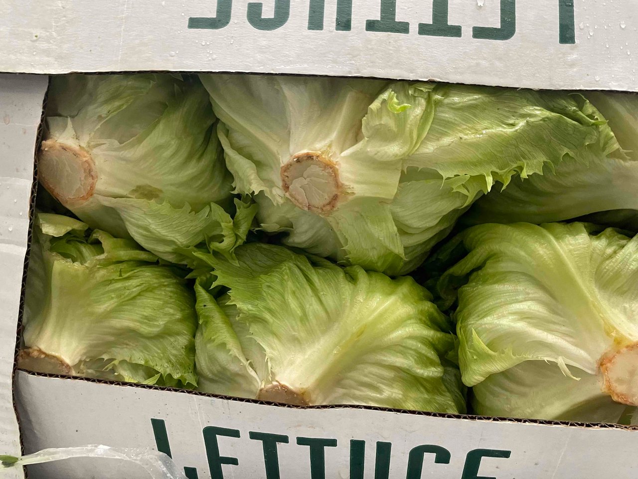 Refresh:Food - Iceberg Lettuce